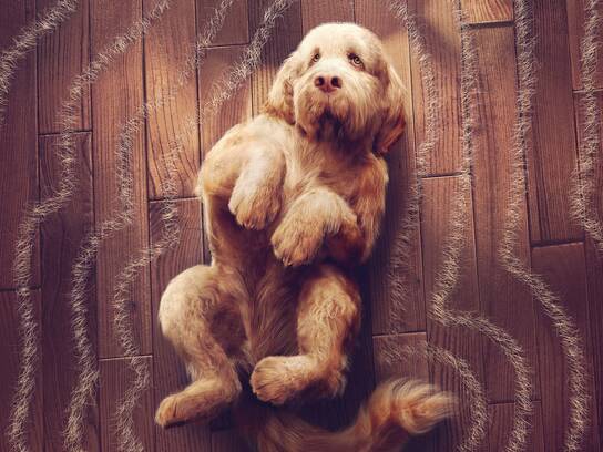 Brand: Cadence • Ads of the World™ | Part of The Clio Network