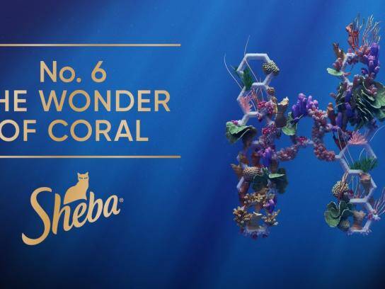 Sheba: #4AMStories • Ads of the World™ | Part of The Clio Network